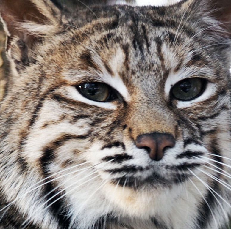 Which NESCAC Reigns Supreme? – Bobcat Blog